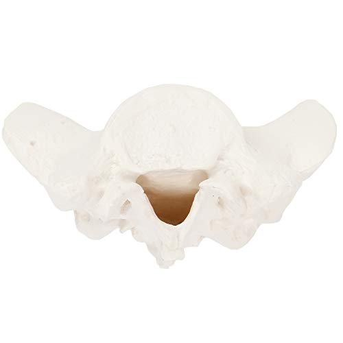 Axis Scientific Human Sacrum Bone Model | Cast from a Real Human Sacrum Bone Specimen | Coccyx Has Natural Mobilty | Includes Product Manual