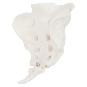 Axis Scientific Human Sacrum Bone Model | Cast from a Real Human Sacrum Bone Specimen | Coccyx Has Natural Mobilty | Includes Product Manual