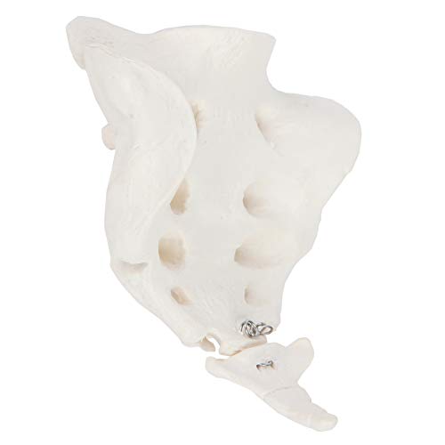 Axis Scientific Human Sacrum Bone Model | Cast from a Real Human Sacrum Bone Specimen | Coccyx Has Natural Mobilty | Includes Product Manual