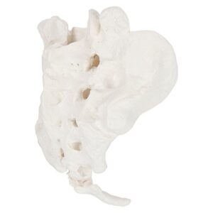 Axis Scientific Human Sacrum Bone Model | Cast from a Real Human Sacrum Bone Specimen | Coccyx Has Natural Mobilty | Includes Product Manual