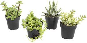 altman plants, assorted succulents plants live houseplants (4pk), succulent plants home office plants live indoor plants, live plants indoor house plants, easy care plants, desk plants, kitchen plants