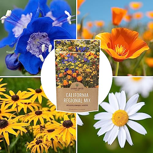 California Wildflower Mixture - Bulk 1/4 Pound Bag - Over 30,000 Native Seeds - Open Pollinated and Non GMO