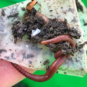 1000 Red Wigglers Composting Worms. Live WWJD worms