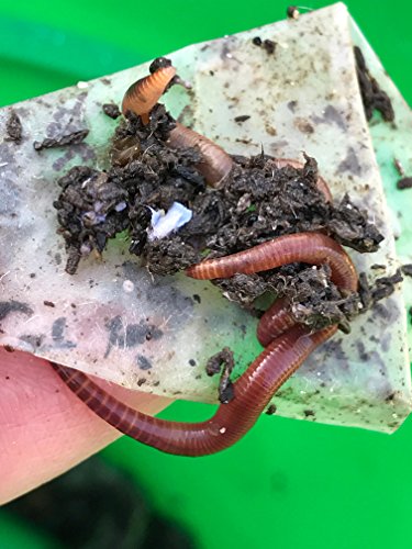 1000 Red Wigglers Composting Worms. Live WWJD worms