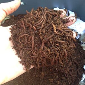 1000 Red Wigglers Composting Worms. Live WWJD worms