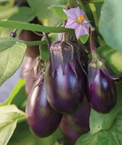 burpee patio baby eggplant seeds 30 seeds