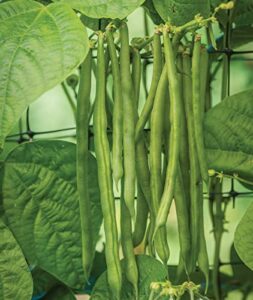 burpee kentucky blue pole bean seeds 8 ounces of seed