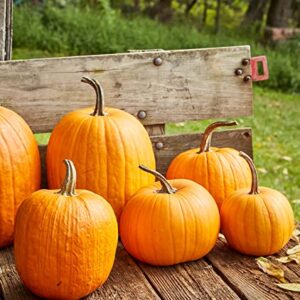 Burpee Connecticut Pumpkin Seeds 50 seeds