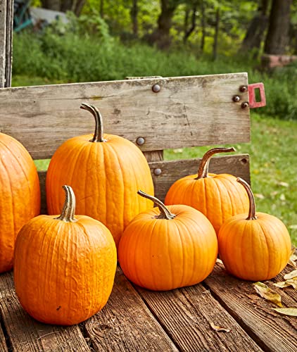 Burpee Connecticut Pumpkin Seeds 50 seeds