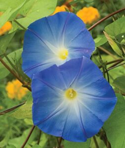 burpee heavenly blue morning glory seeds 150 seeds