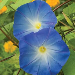 Burpee Heavenly Blue Morning Glory Seeds 150 seeds