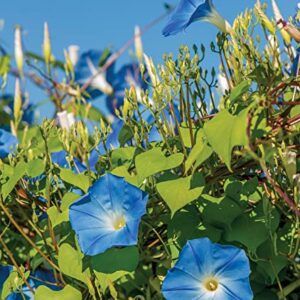 Burpee Heavenly Blue Morning Glory Seeds 150 seeds