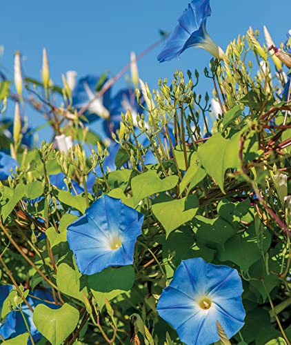 Burpee Heavenly Blue Morning Glory Seeds 150 seeds