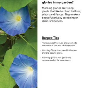 Burpee Heavenly Blue Morning Glory Seeds 150 seeds