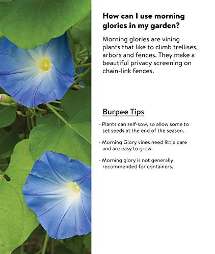 Burpee Heavenly Blue Morning Glory Seeds 150 seeds