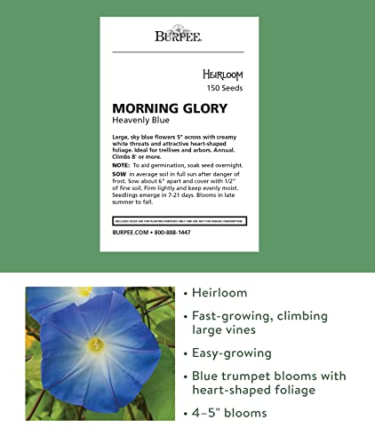 Burpee Heavenly Blue Morning Glory Seeds 150 seeds