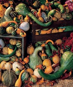 burpee ornamental big gourds mix gourd seeds 25 seeds