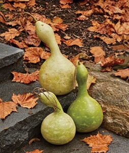 burpee ornamental large bottle gourd heirloom gourd seeds 50 seeds