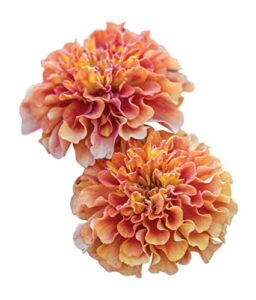 burpee strawberry blonde marigold seeds 50 seeds