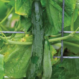 Burpee Sweet Success Slicing Cucumber Seeds 20 seeds