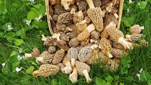 large kit morel mushroom spores sawdust seed - 25 gallon kit