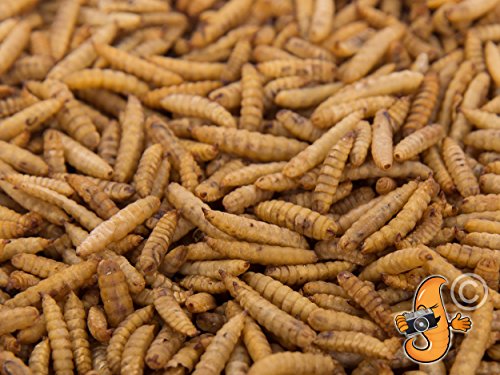 Chubby Mealworms 2lb Dried Black Soldier Fly Larvae (High in Calcium & Protein) for Wild Birds, Chickens, Sugar Gliders, Hedgehogs, Reptiles etc.