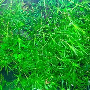 Najas Guppy Grass - Najas Guadalupensis Live Aquarium Freshwater Plants