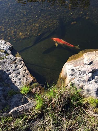 America's Best Koi Food 20 lbs Koi Fish Food with 35% Premium Protein Medium Sized Floating Pond Pellets for Koi Goldfish and Pond Fish