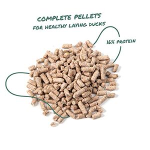 Manna Pro Duck Layer Pellet | High Protein for Increased Egg Production | Formulated with Probiotics to Support Healthy Digestion | 8 Pounds