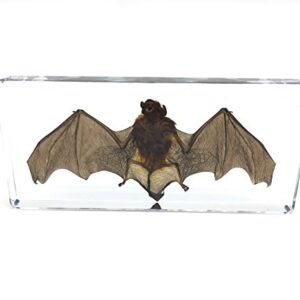 Bat Specimens Science Classroom Specimen for Science Education（5.5x2.5x0.7 Inch）