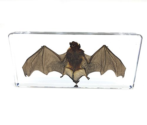 Bat Specimens Science Classroom Specimen for Science Education（5.5x2.5x0.7 Inch）