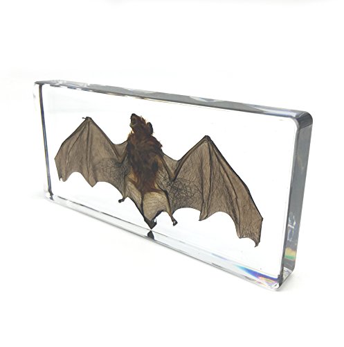 Bat Specimens Science Classroom Specimen for Science Education（5.5x2.5x0.7 Inch）