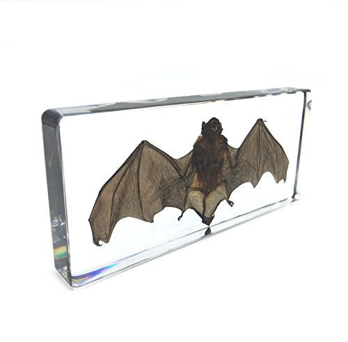 Bat Specimens Science Classroom Specimen for Science Education（5.5x2.5x0.7 Inch）