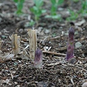 5 Mary Washington" asparagus crown, 2 Year Roots