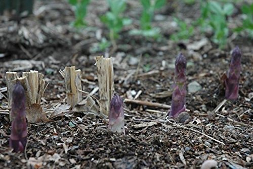 5 Mary Washington" asparagus crown, 2 Year Roots