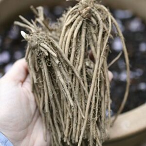 5 Mary Washington" asparagus crown, 2 Year Roots