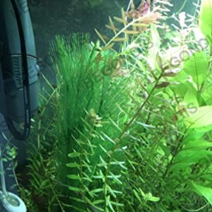 BEGONDIS Aquarium Decorations 3Pcs Fish Tank Artificial Green Water Plants Made of Silk Fabrics Plastic