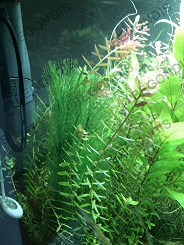 BEGONDIS Aquarium Decorations 3Pcs Fish Tank Artificial Green Water Plants Made of Silk Fabrics Plastic