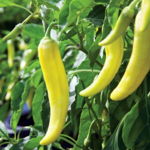 Banana Pepper Seeds for Planting, 100+ Heirloom Seeds Per Packet, (Isla's Garden Seeds), Non GMO Seeds, Other Name: Yellow Wax Pepper/Banana Chilies, Scientific Name: Capsicum annuum