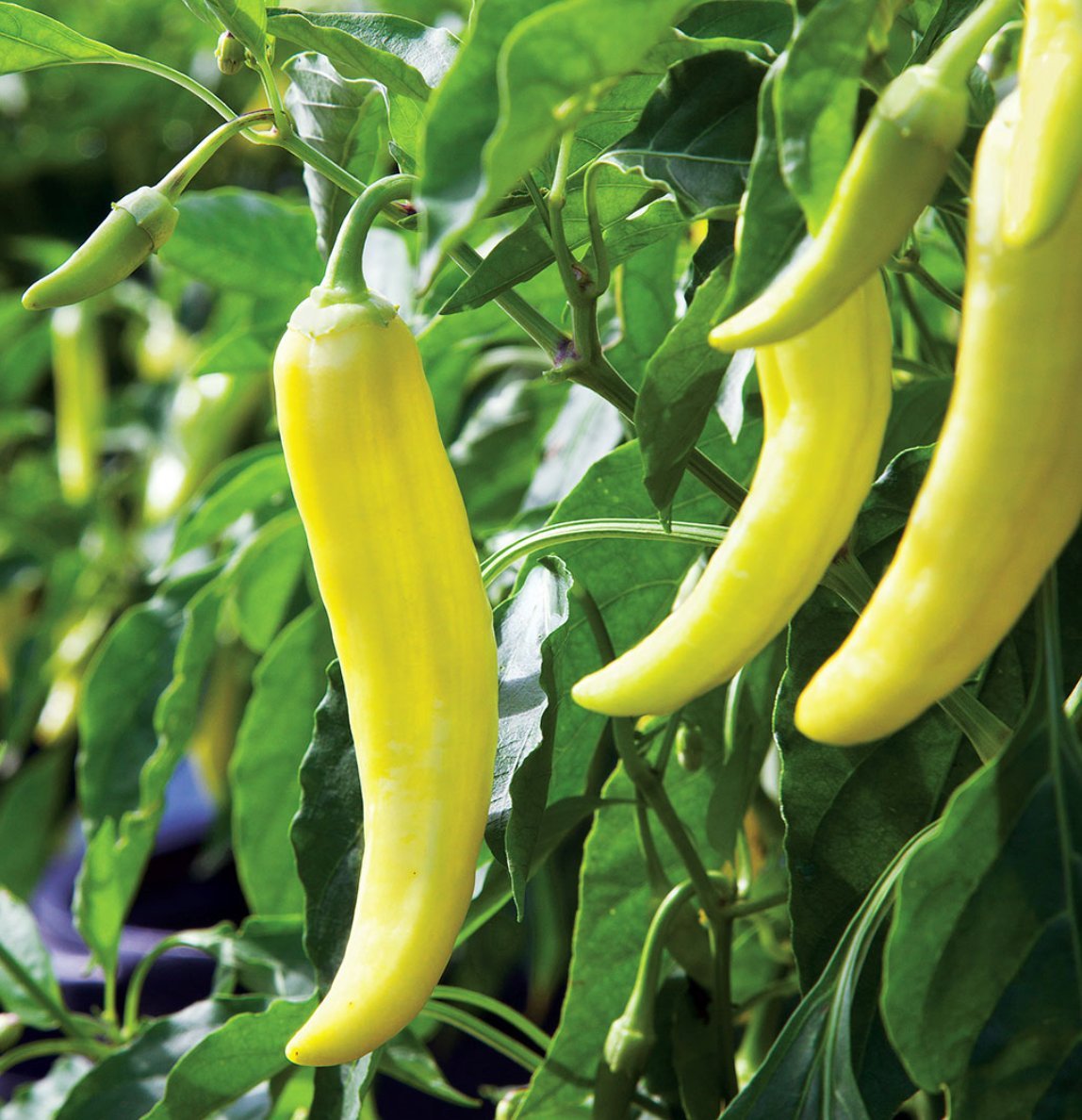 Banana Pepper Seeds for Planting, 100+ Heirloom Seeds Per Packet, (Isla's Garden Seeds), Non GMO Seeds, Other Name: Yellow Wax Pepper/Banana Chilies, Scientific Name: Capsicum annuum