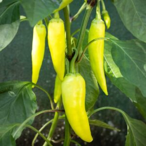 Banana Pepper Seeds for Planting, 100+ Heirloom Seeds Per Packet, (Isla's Garden Seeds), Non GMO Seeds, Other Name: Yellow Wax Pepper/Banana Chilies, Scientific Name: Capsicum annuum