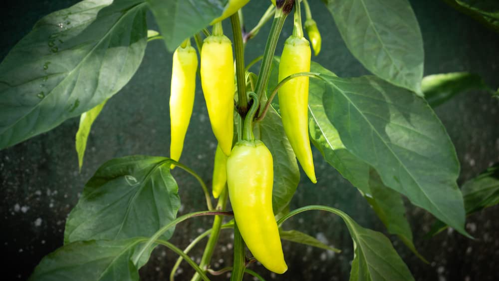 Banana Pepper Seeds for Planting, 100+ Heirloom Seeds Per Packet, (Isla's Garden Seeds), Non GMO Seeds, Other Name: Yellow Wax Pepper/Banana Chilies, Scientific Name: Capsicum annuum