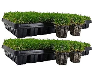 zoysia plugs - 100 large plugs, drought tolerant, low maintenance