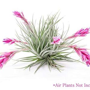 Tillandsia Air Plant Food | Fertilizer Kit with Spray Bottle and Mister | Encourages Air Plants to Bloom with Formulated Nutrients by Aquatic Arts