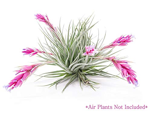 Tillandsia Air Plant Food | Fertilizer Kit with Spray Bottle and Mister | Encourages Air Plants to Bloom with Formulated Nutrients by Aquatic Arts