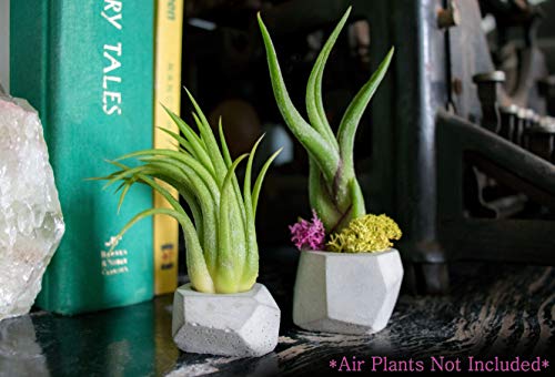 Tillandsia Air Plant Food | Fertilizer Kit with Spray Bottle and Mister | Encourages Air Plants to Bloom with Formulated Nutrients by Aquatic Arts