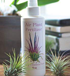 Tillandsia Air Plant Food | Fertilizer Kit with Spray Bottle and Mister | Encourages Air Plants to Bloom with Formulated Nutrients by Aquatic Arts