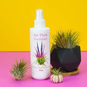 Tillandsia Air Plant Food | Fertilizer Kit with Spray Bottle and Mister | Encourages Air Plants to Bloom with Formulated Nutrients by Aquatic Arts