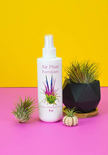 Tillandsia Air Plant Food | Fertilizer Kit with Spray Bottle and Mister | Encourages Air Plants to Bloom with Formulated Nutrients by Aquatic Arts