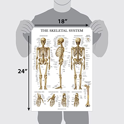 LAMINATED Skeletal System Poster - Human Skeleton Chart - 18 x 24 (Vertical Layout)